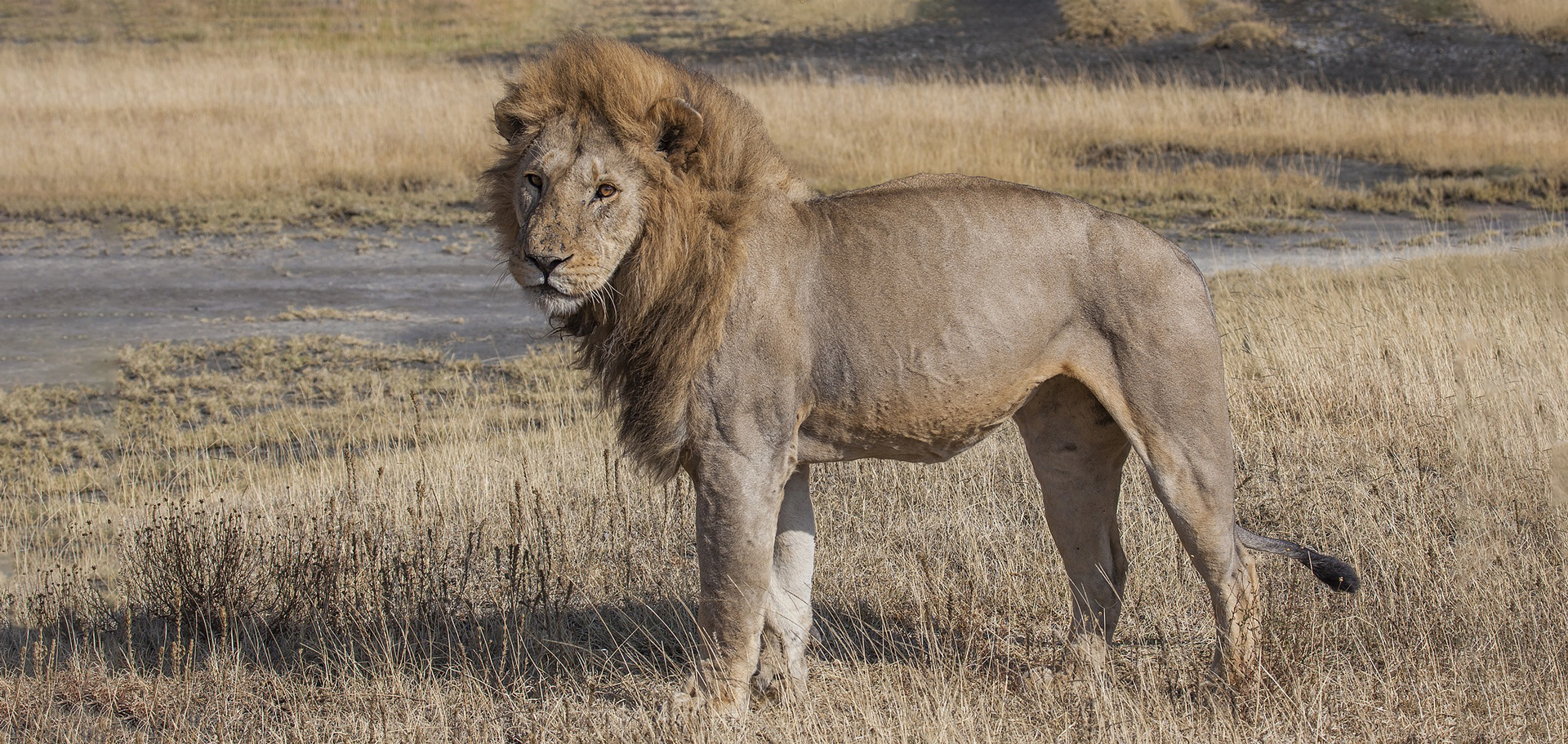 Video: From A Lion's Point of View