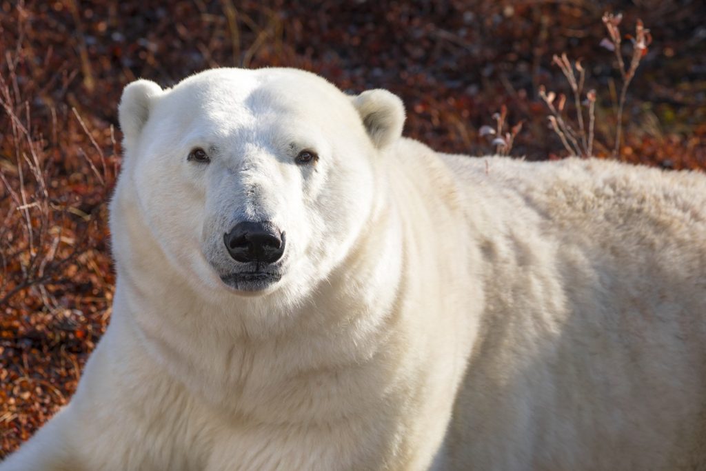 Nature Trivia Quiz Answers, Revealed!