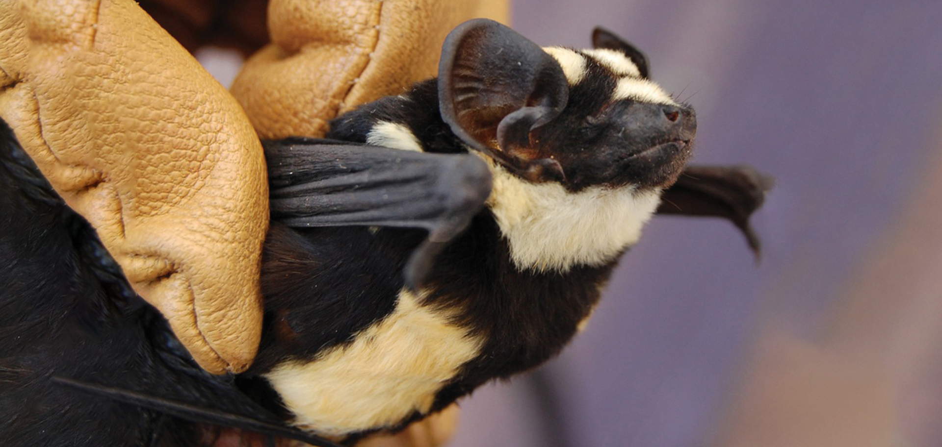 "Badger” Bat Recently Rediscovered