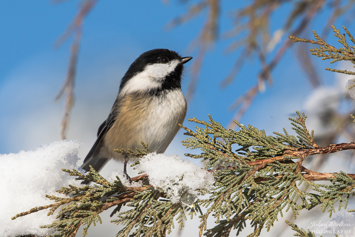 Wildlife Photo of the Week: Chickadee in the Snow