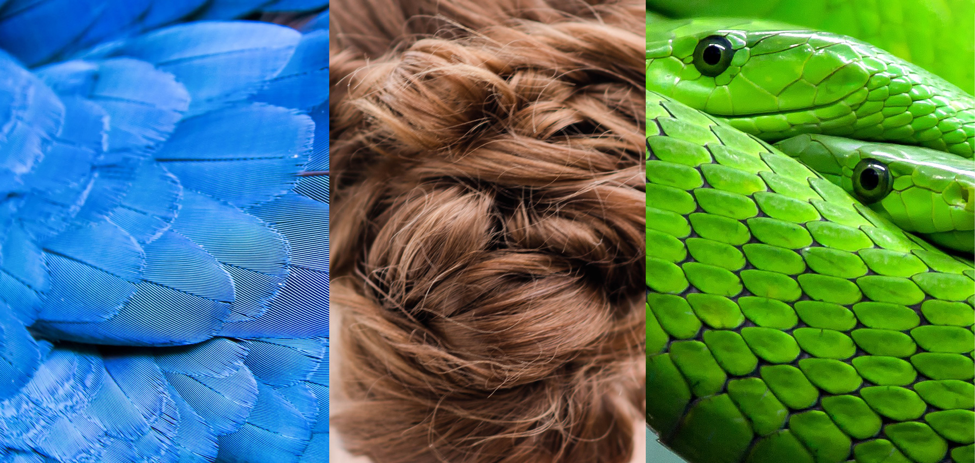 Feathers, Hair or Scales: Not Much Difference