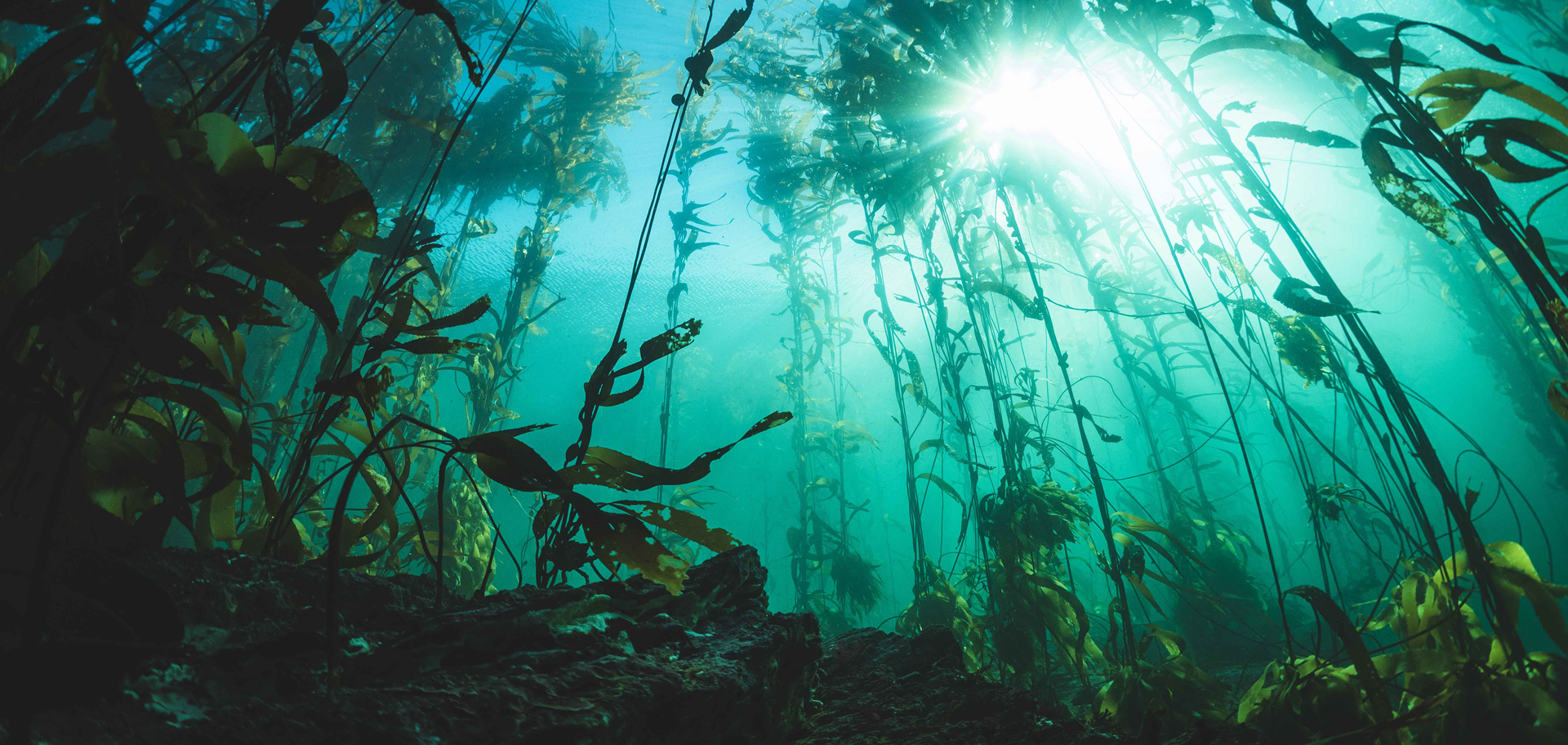 largest kelp forest