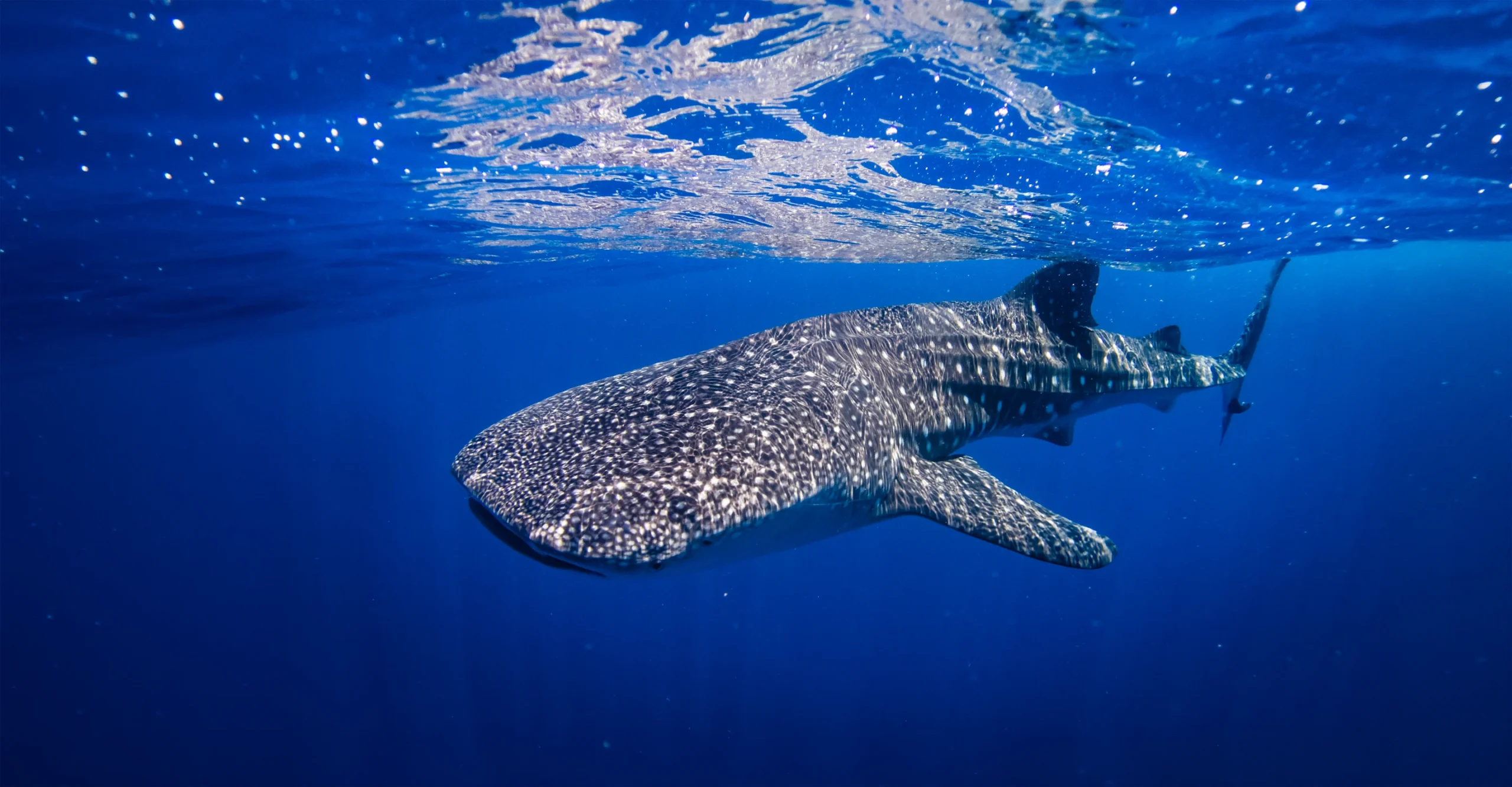 Following Wildlife, Finding Purpose: Inside the Earthwatch Experience